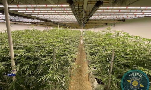 Michigan police seize 4,000 Marijuana plants, processed weed worth $6 ... Michigan police seize 4,000 Marijuana plants, processed weed worth $6 ...